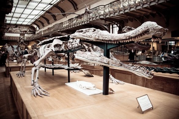 The Bone Room: Museum of Comparative Anatomy Paris | Our Travel Lifestyle